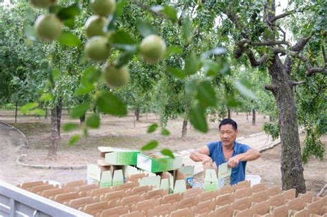 山东邹平：鲜枣采摘供应市场