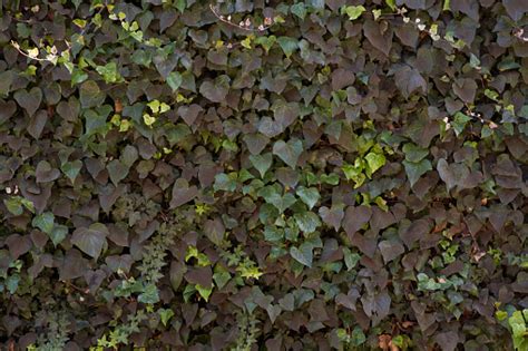 Texture Of Vine Green Color Horizontal Background For Designs Stock