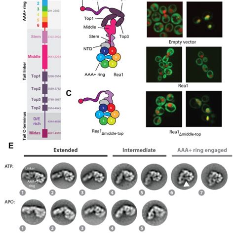 The Rea1 Linker Is A Functionally Important Structural Element And Download Scientific Diagram