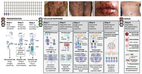 Multiomic Single Cell Sequencing Defines Tissue Specific Responses In