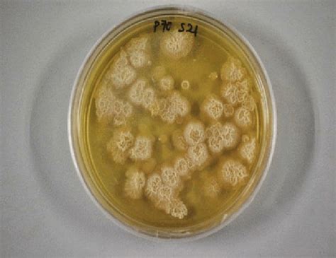 Morphological Characteristic Of Bioflocculant Producing Bacteria Which Download Scientific