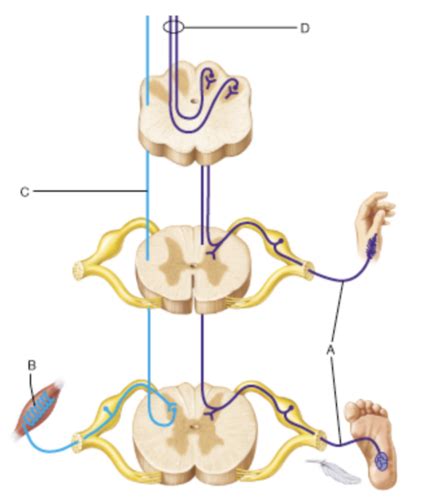 Spinal Cord Reflexes And Pathways HW Flashcards Quizlet