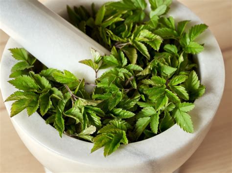 Feldsalat Giersch Smoothie Bertlies Adler