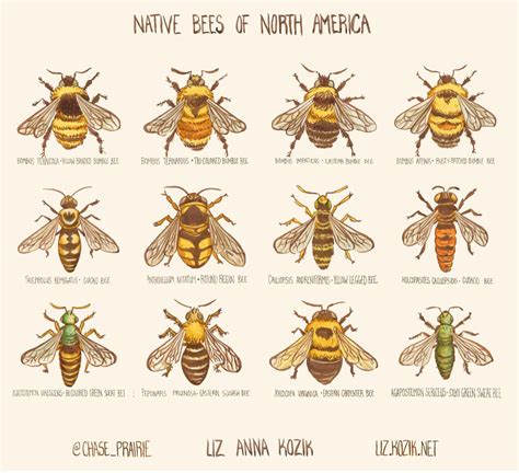 Pin By 𝓒elia After Dark🥀 On Ayni • Bee Art Native Bees Bee