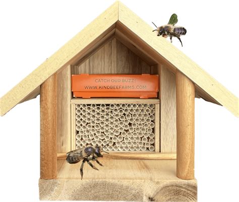 The Un Bee Lievable Power Of Pollination Pollinating Bees For Sale