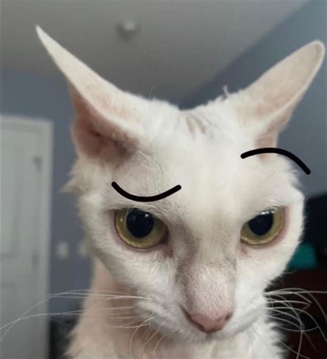 Cute Cat With Funny Eyebrows And Eyeliner Silly Cats Pictures Cat
