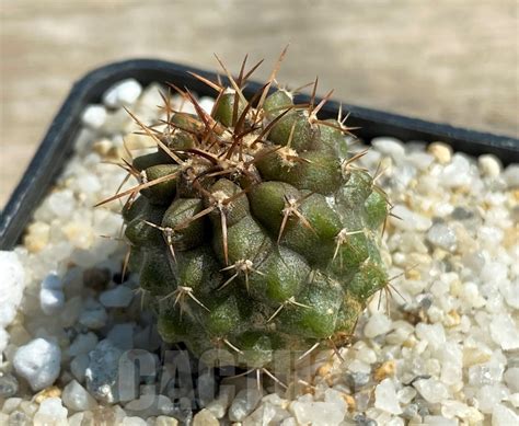 Shpr12589 Copiapoa Marginata Kk 1709 Ex Mg 85717 Cactus Online