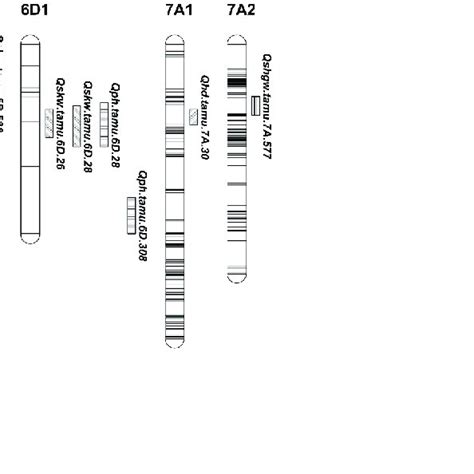 Genetic Maps Highlighting The Positions Of Qtls For End Use Quality