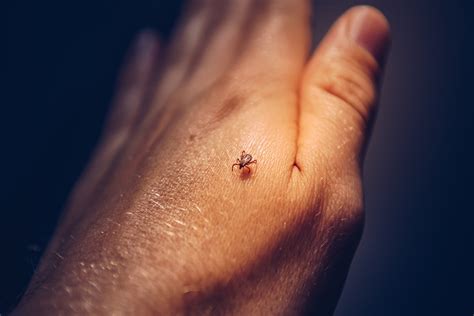 About Vortex Pest Services