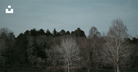어두운 숲을 배경으로 벌거벗은 나무가 서 있습니다 사진 Unsplash의 무료 숲 이미지