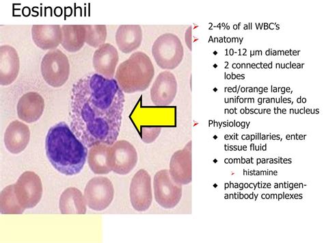 Ppt Ch 17 Wbc Morphology Powerpoint Presentation Free Download