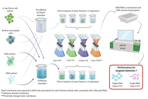 Experimental Insights On Effective Ednaerna Capture From Seawater Samples Marine Biosecurity