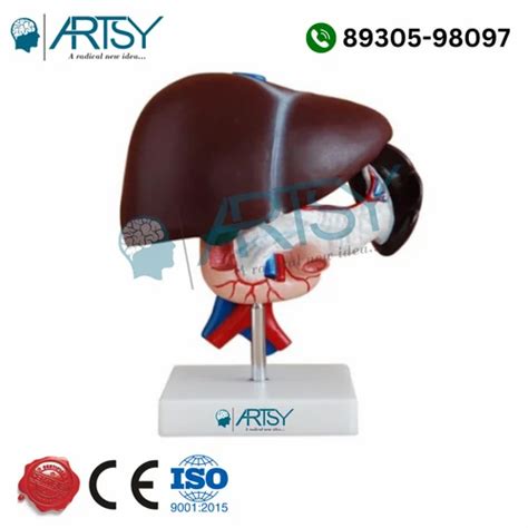 Fiberglass Artsy Human Liver Pancrease Duodenum Anatomy Model At ₹ 1500piece In Ambala