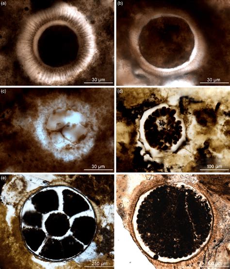 Organic Walled Microfossils Containing Internal Body And Multiple Cells