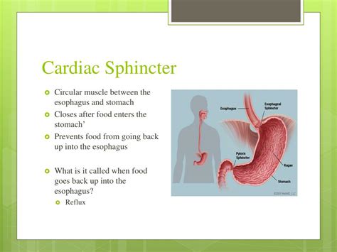 Ppt Digestive System Powerpoint Presentation Free Download Id1877443