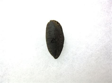 Insect Cocoon Maggot 20 Fossils For Sale