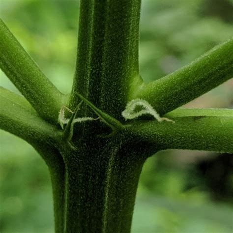 Early Signs Of Male And Female Cannabis Plants Weed Gender