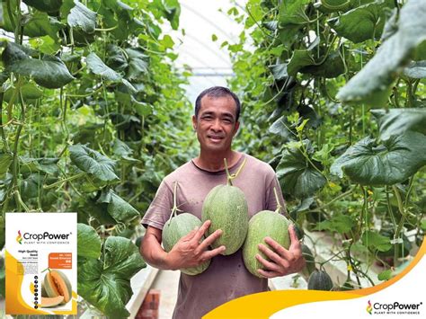 Sweet Emerald Crop Power