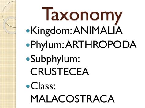 Ppt Crayfish Powerpoint Presentation Free Download Id2242204