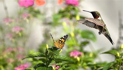 Hummingbird Bird Butterfly Garden