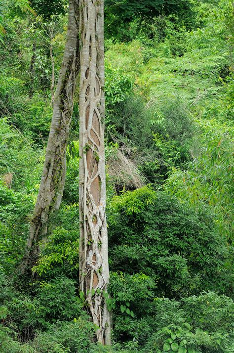 strangler fig stock image f031 6374 science photo library