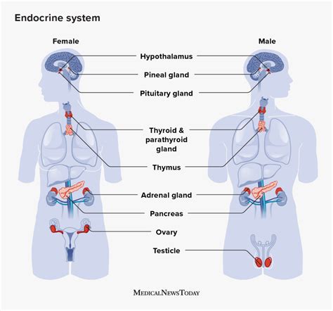 Endocrine System New Vistas Endocrine System Liquescences Dolans