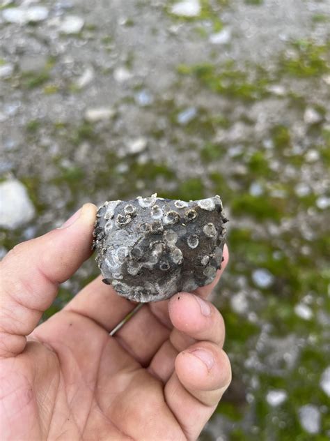 Crystal Worms With Shells R Fossilid