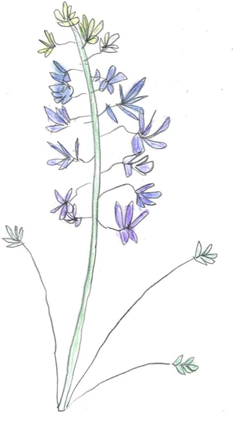 Learn To Draw A Beautiful Blue Bonnet