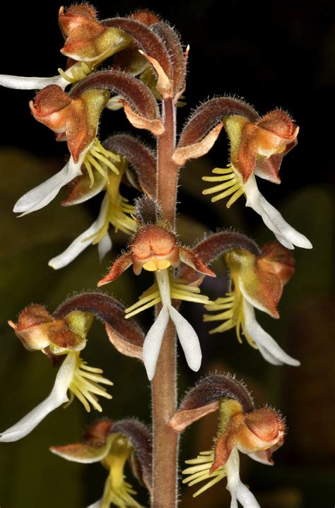Anoectochilus Formosanus Hengduan Biotechnology