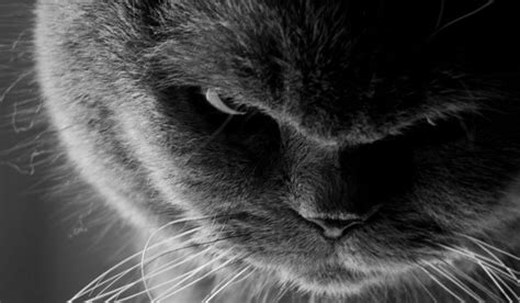 Dont Cry Black Kitty One Shot Samequizy