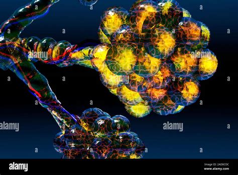 Alveoli Of The Lung Illustration Stock Photo Alamy
