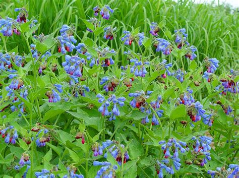 Symphytum Bocking 14 Une Plante Vivace Du Jardin Du Morvan La