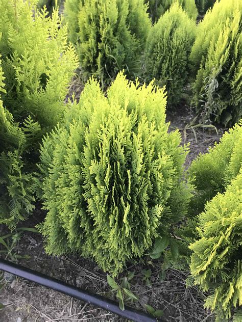 ვარდის ვარდის ნერგები ქარელის რ ნი ზემო ხვედურეთი