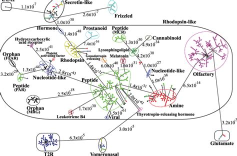 Minimum Spanning Tree Diagram Of The Gpcr Network In The Dataset Download Scientific Diagram