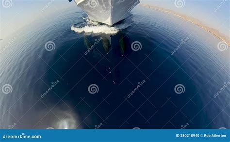 4k Video Of Bottlenose Dolphins Tursiops Truncatus Riding The Bow