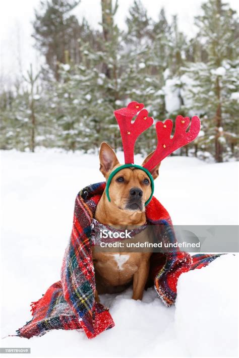 겨울 숲의 눈 위에 빨간 체크 무늬 격자 무늬로 싸인 붉은 사슴 뿔이달린 아메리칸 스태퍼드셔 테리어의 초상화 갈색에 대한 스톡 사진 및 기타 이미지 Istock