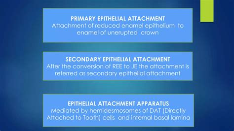 Junctional Epithelium Pptx