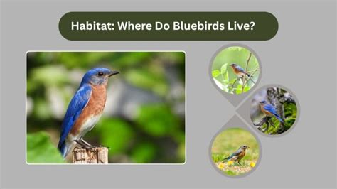 Bluebird Life Cycle And Mating Secrets Natures Most Loyal Songbird