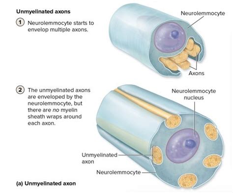 Nervous Tissue Test And Flashcards