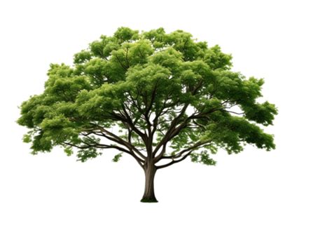 Growing Tree Animation Pngs For Free Download