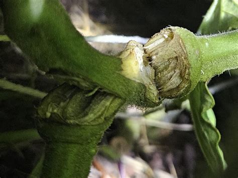 Tomato Stem Damage Rvegetablegardening