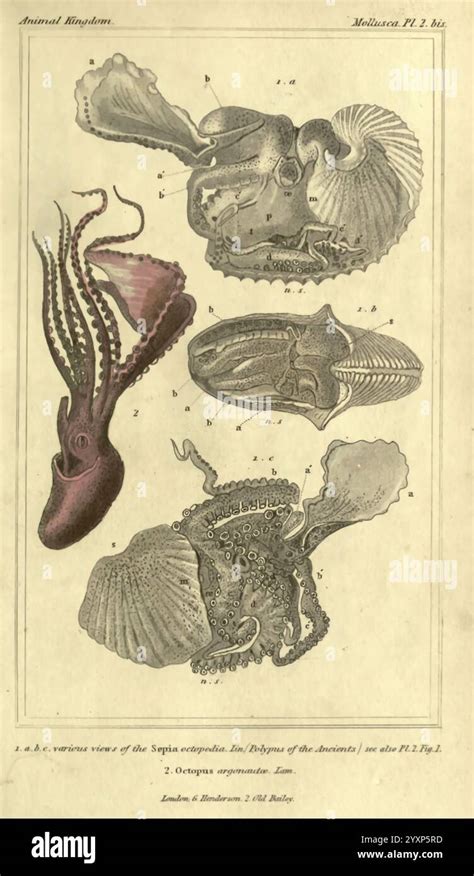 The Animal Kingdom Arranged According To Its Organization London G