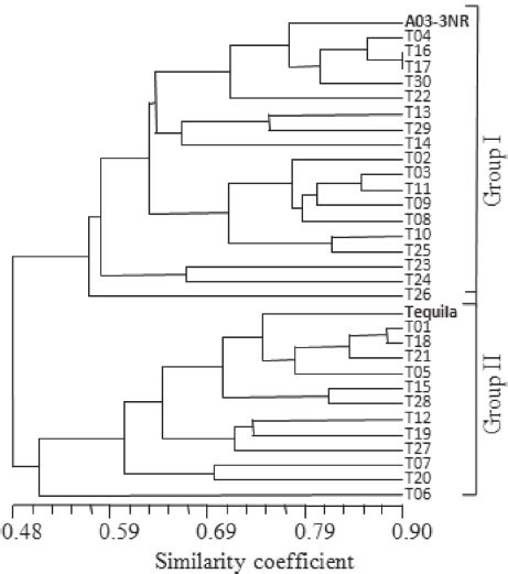 Dendrogram Showing Genetic Similarity For A Set Of 30 Brassica Napus