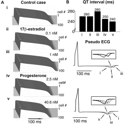 Predicted Effects Of Sex Hormones On Cardiac Tissue And Download