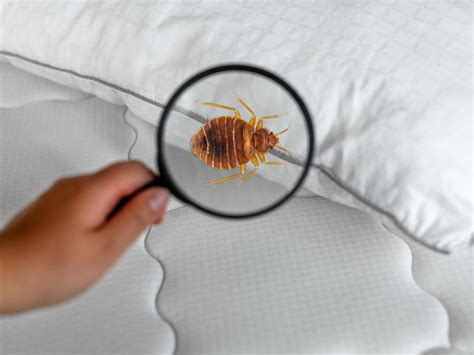 Bed Bug Identification Removal And Prevention