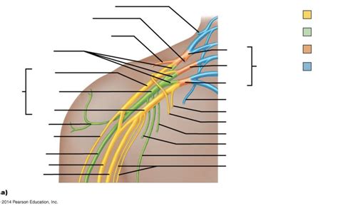 A P Lab 10 Brachial Plexus Diagram Quizlet