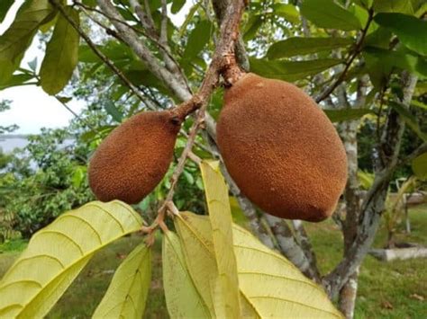 Cupuaçu A Flavorful Superfruit Packed With Health Benefits