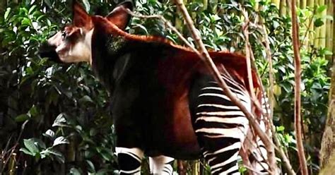 Okapi Album On Imgur