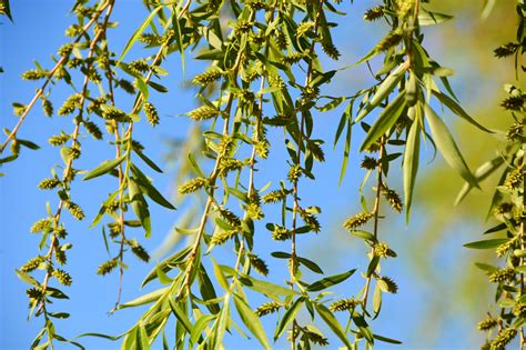 柳树种子，原创拍摄
