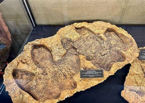 Dinosaur Trackways And Other Reasons To Love Tumbler Ridge British